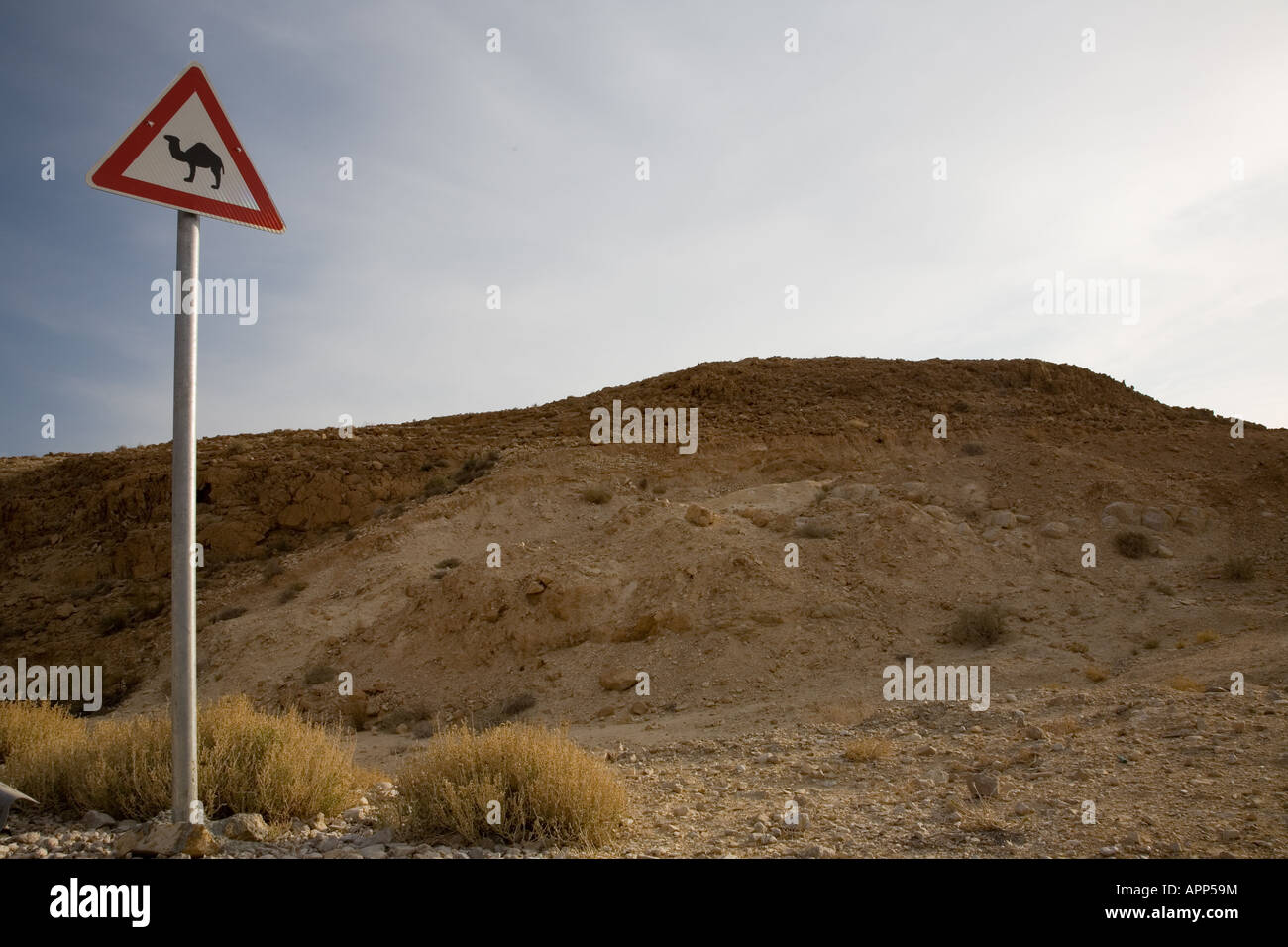 Stock Photo of a Camel Warning Road Sign Stock Photo - Alamy