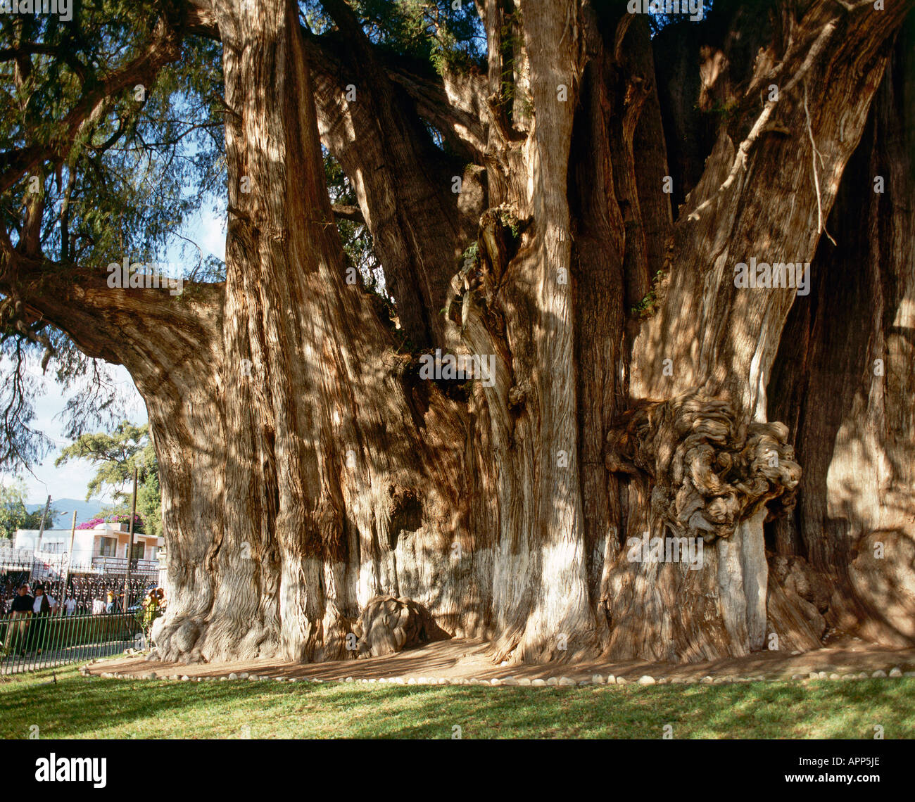 El tule tree hi-res stock photography and images - Alamy