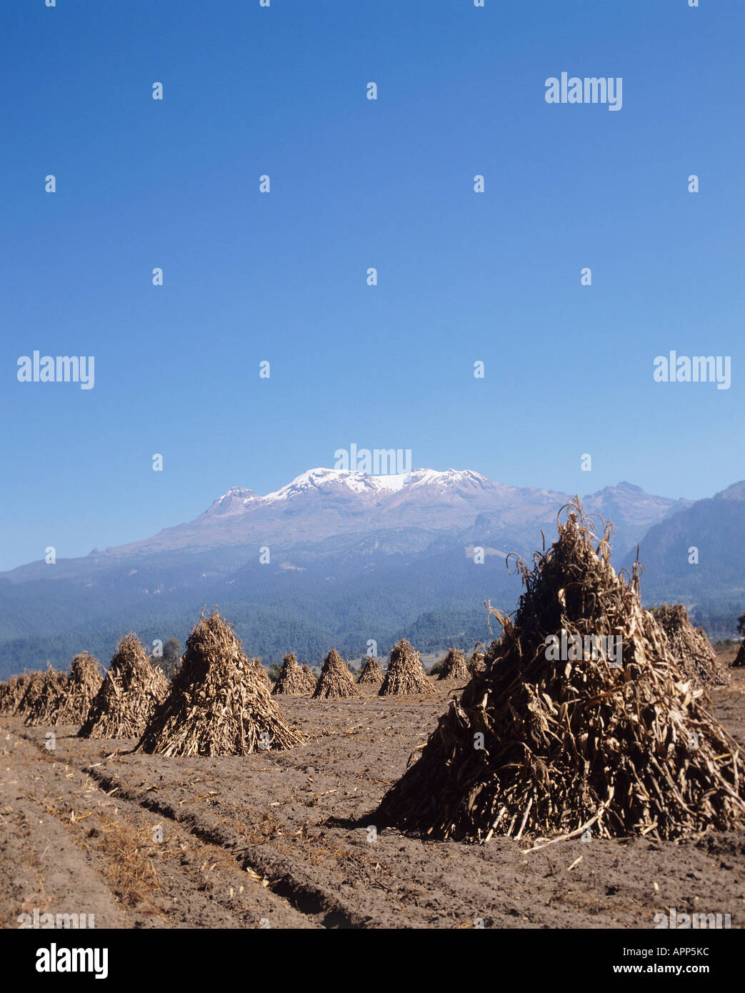 Looking past stooks of corn in rows on a field with the volcano of ...