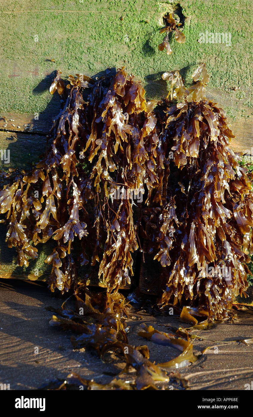 Hanging seaweed hi-res stock photography and images - Alamy
