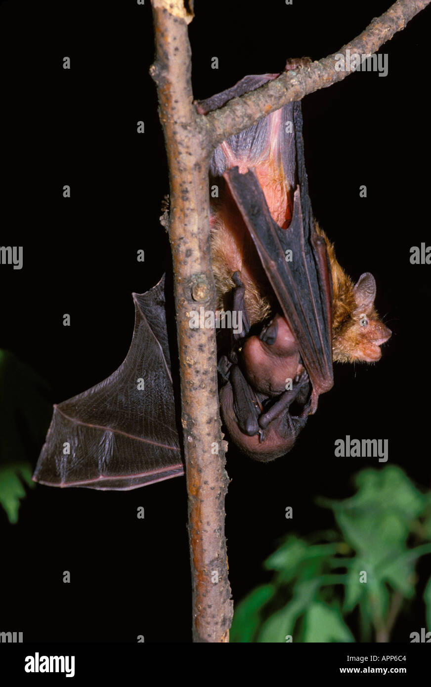 Baby Bat With Mother