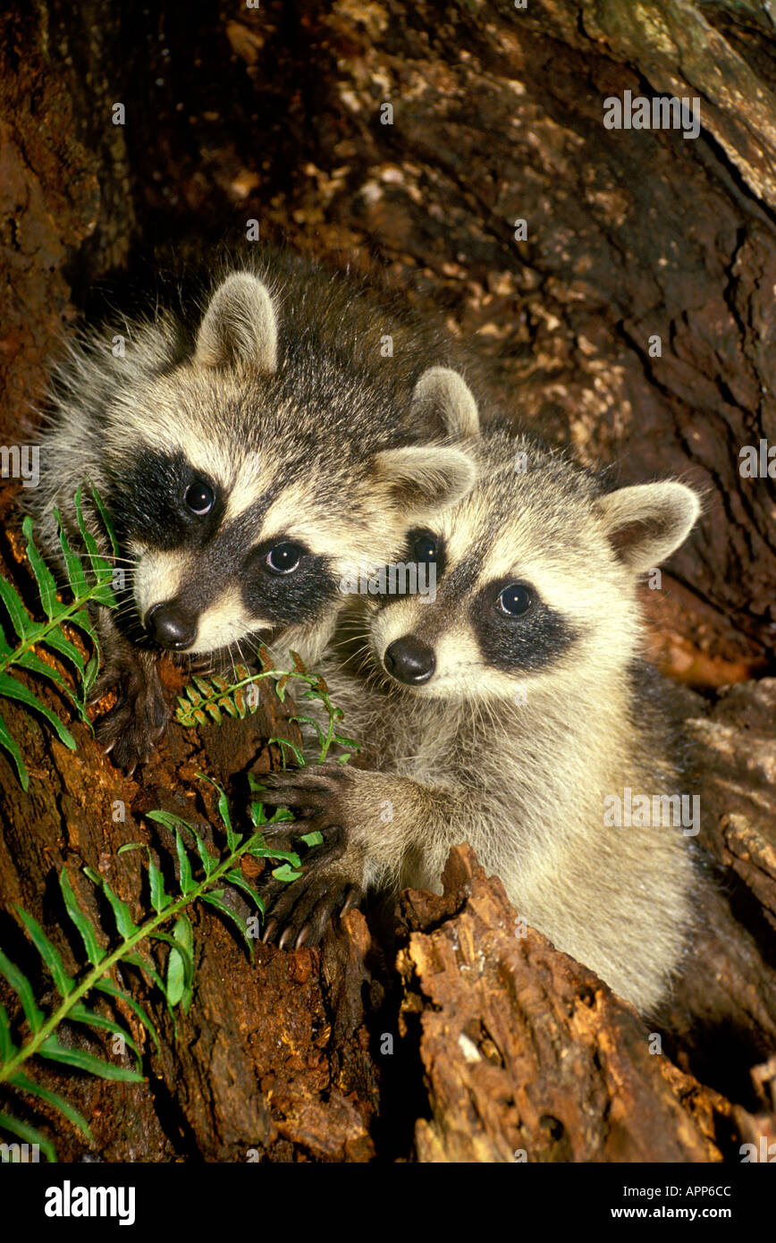 Baby raccoons hi-res stock photography and images - Alamy