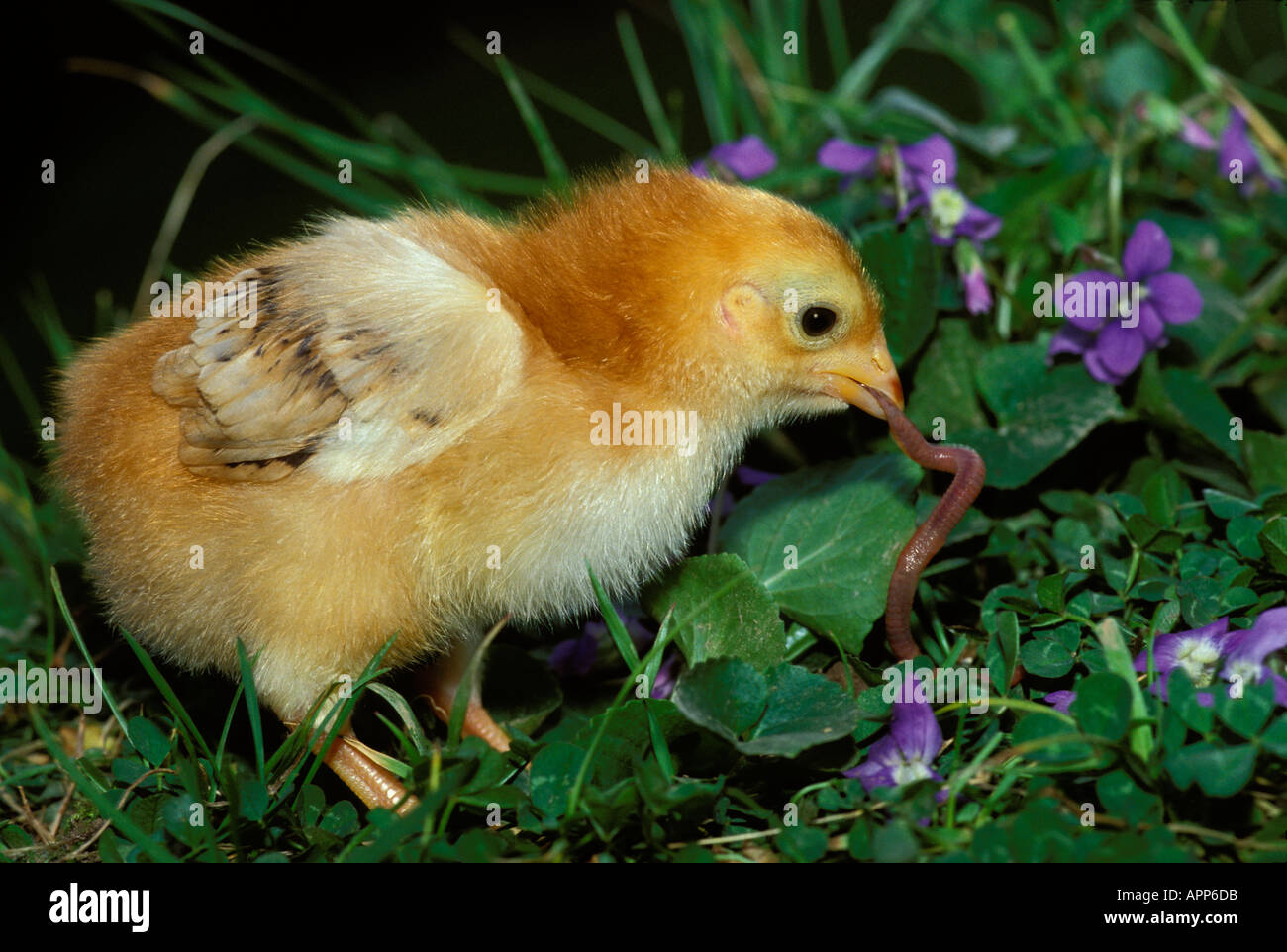 Chicken eating worm hi-res stock photography and images - Alamy