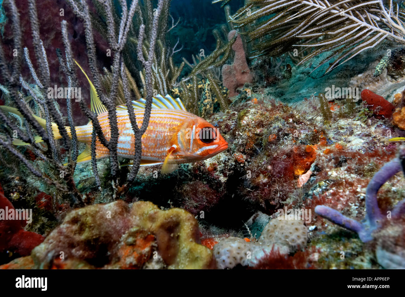 Deep water corals florida hi-res stock photography and images - Alamy