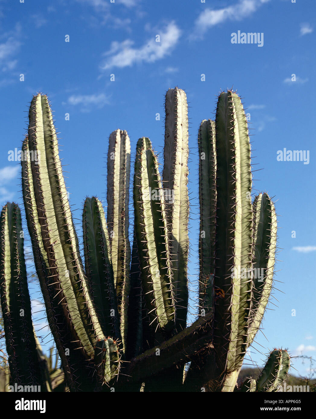 Madre del sur hi-res stock photography and images - Alamy