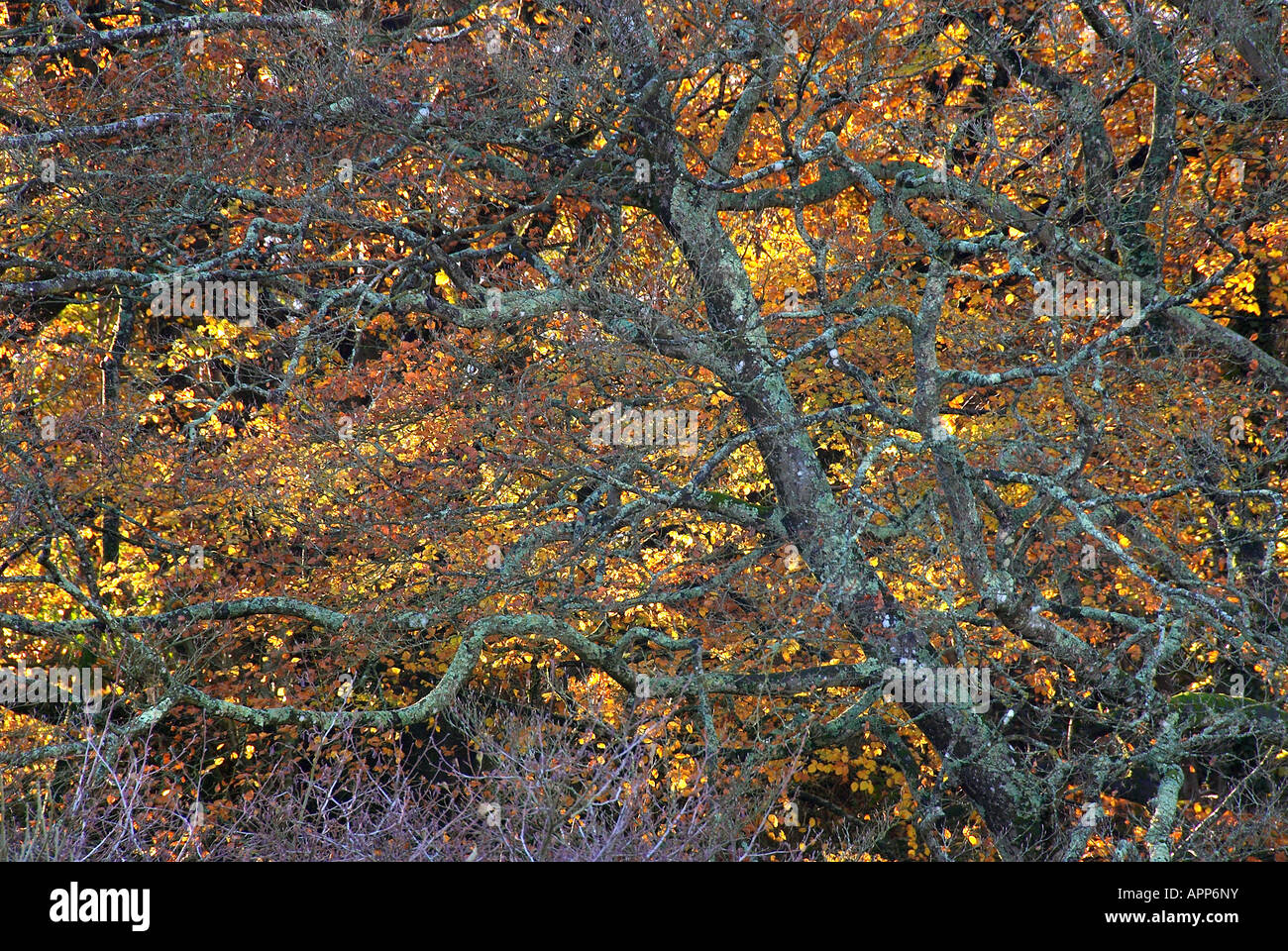 Picture of trees in late autumn Stock Photo - Alamy
