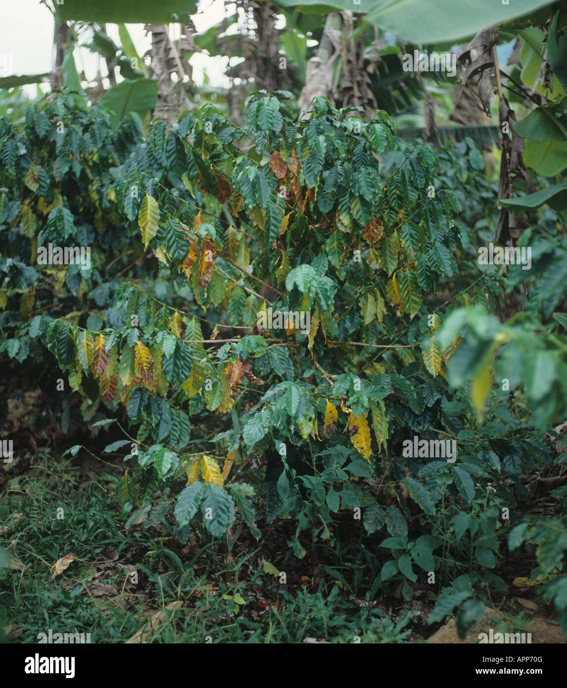 Weakened necrotic coffe bush infected with coffee rust Hemileia ...