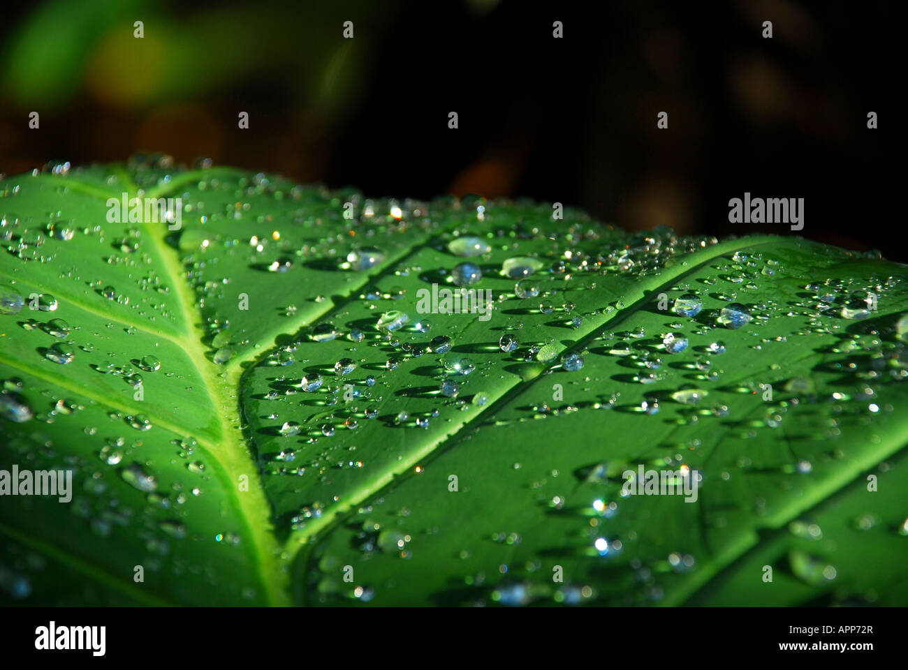 water drops on top of Colocasia antiquorum(taro) leaf in morning sun ...