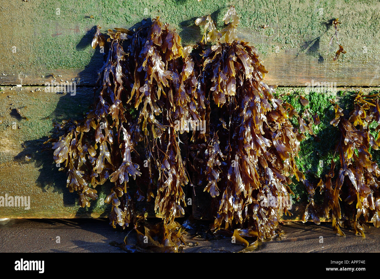 Hanging seaweed hi-res stock photography and images - Alamy