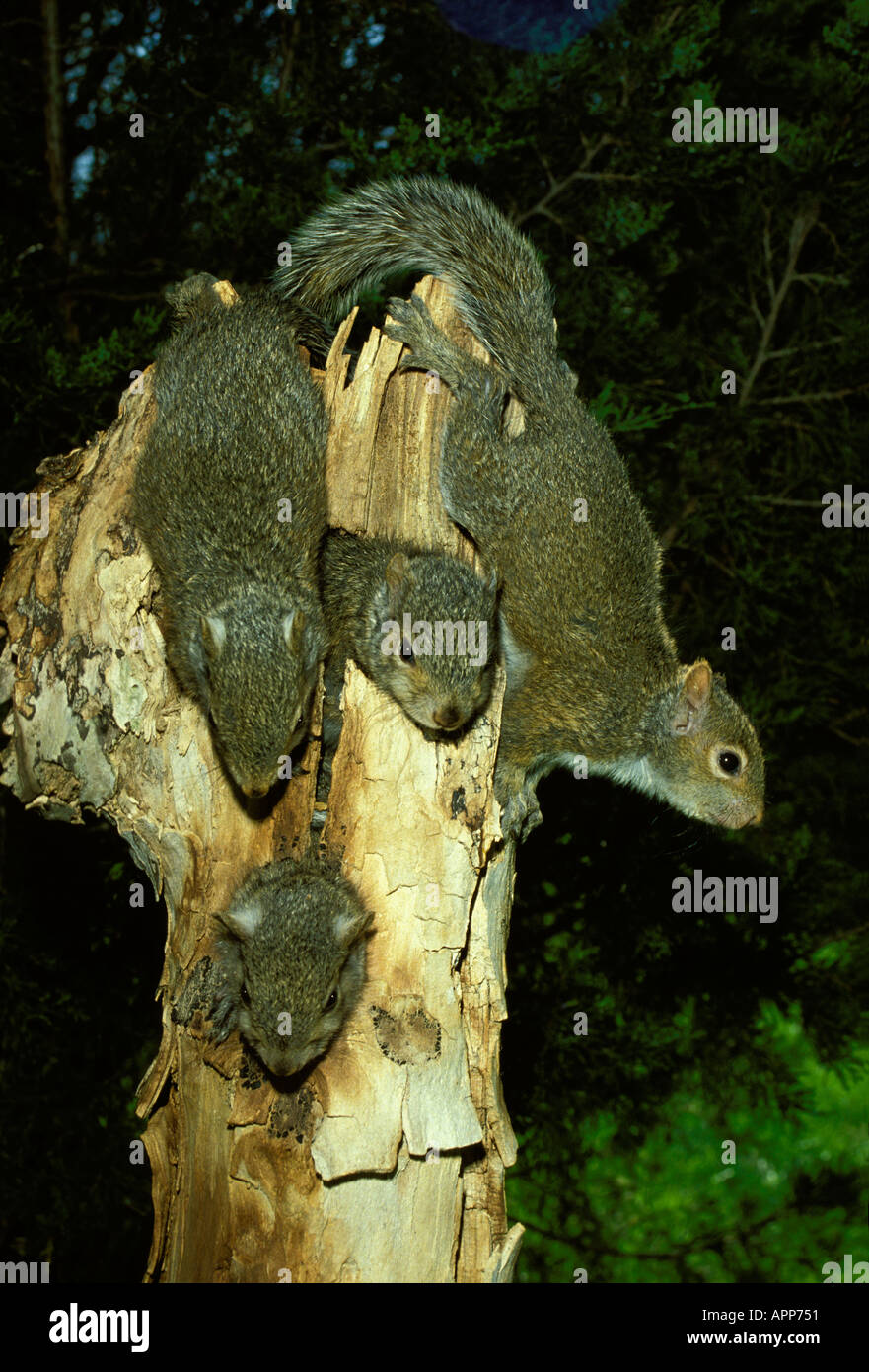 Grey squirrels nest hi-res stock photography and images - Alamy