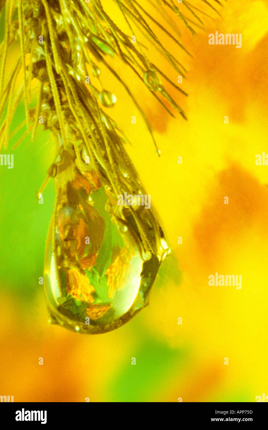 Close up rain wet dripping blossom hi-res stock photography and images ...