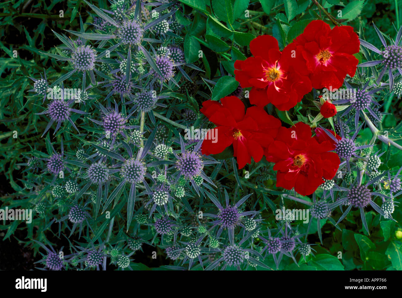 Rose Red Ribbons and Eryigiium blue flowers Missouri Stock Photo - Alamy