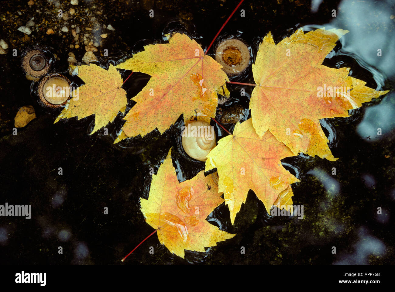 Fall menagerie: Snail shells float among maple leaves and acorns on ...