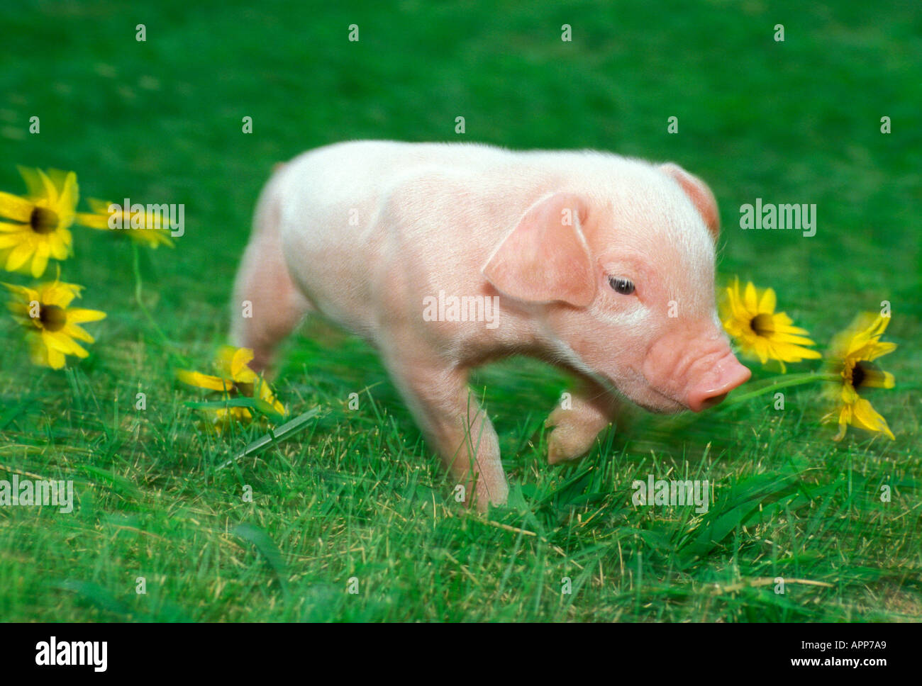 Pigs running free hi-res stock photography and images - Alamy