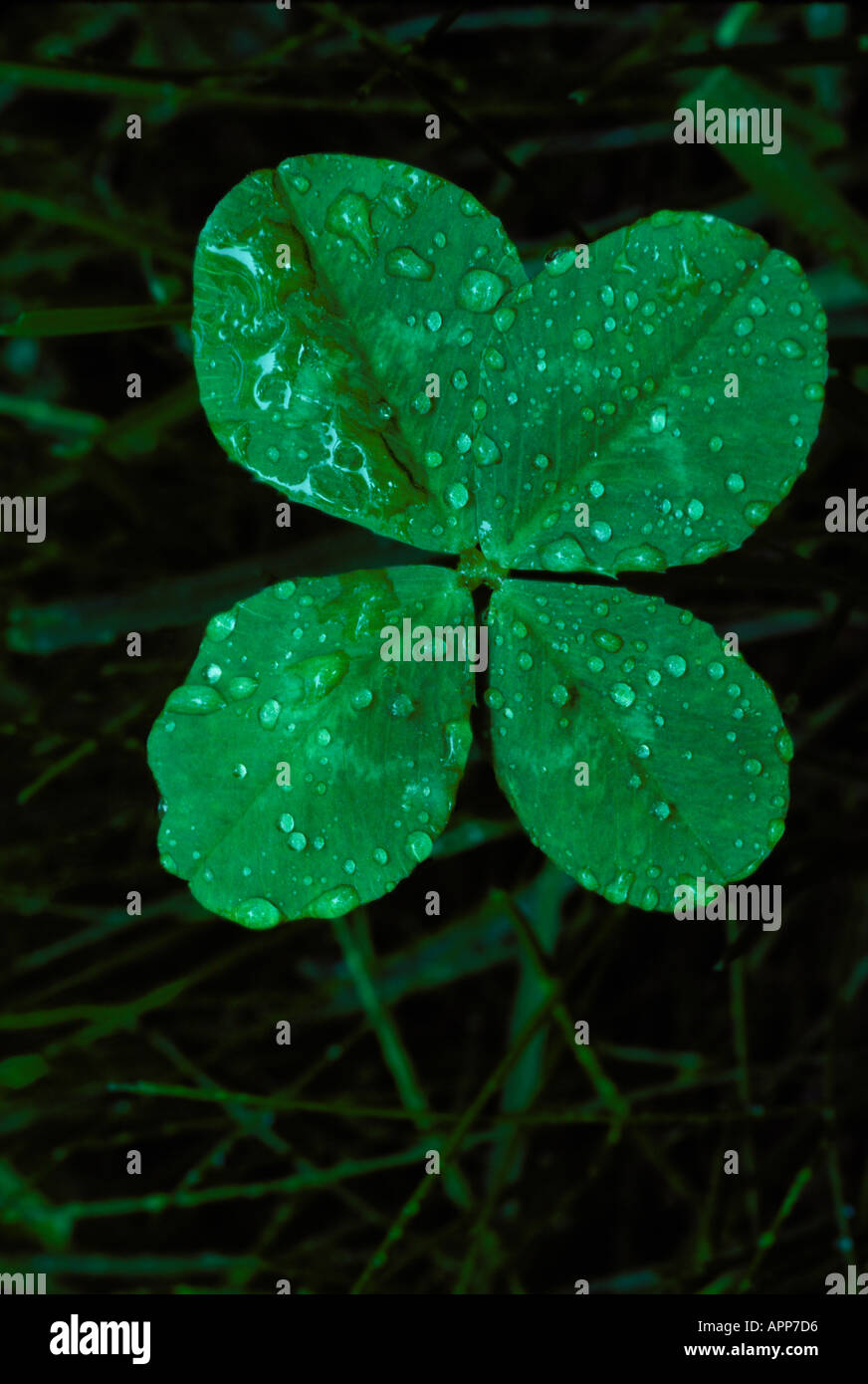 Four leaf clover, trifolium sp, close up with dew drops on summer ...