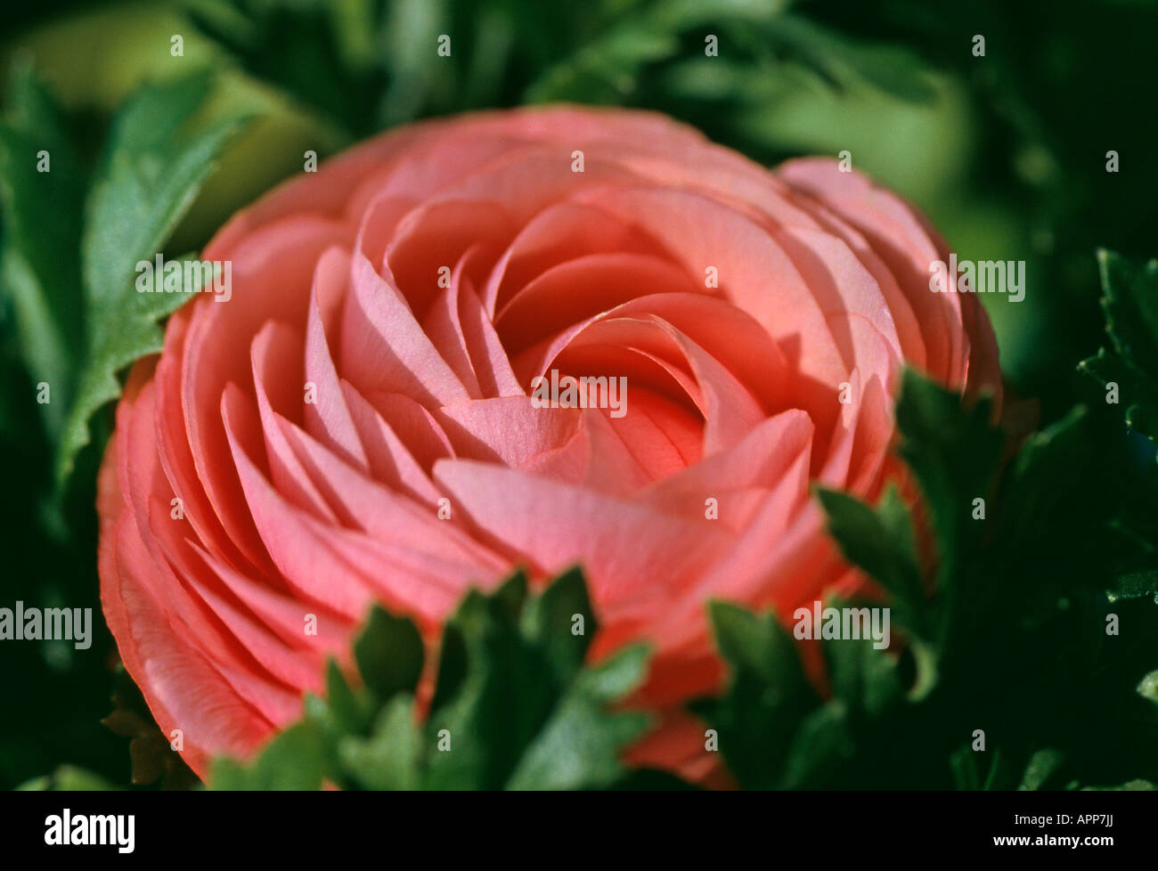 Ranunculus salmon pink demure elegance Stock Photo - Alamy
