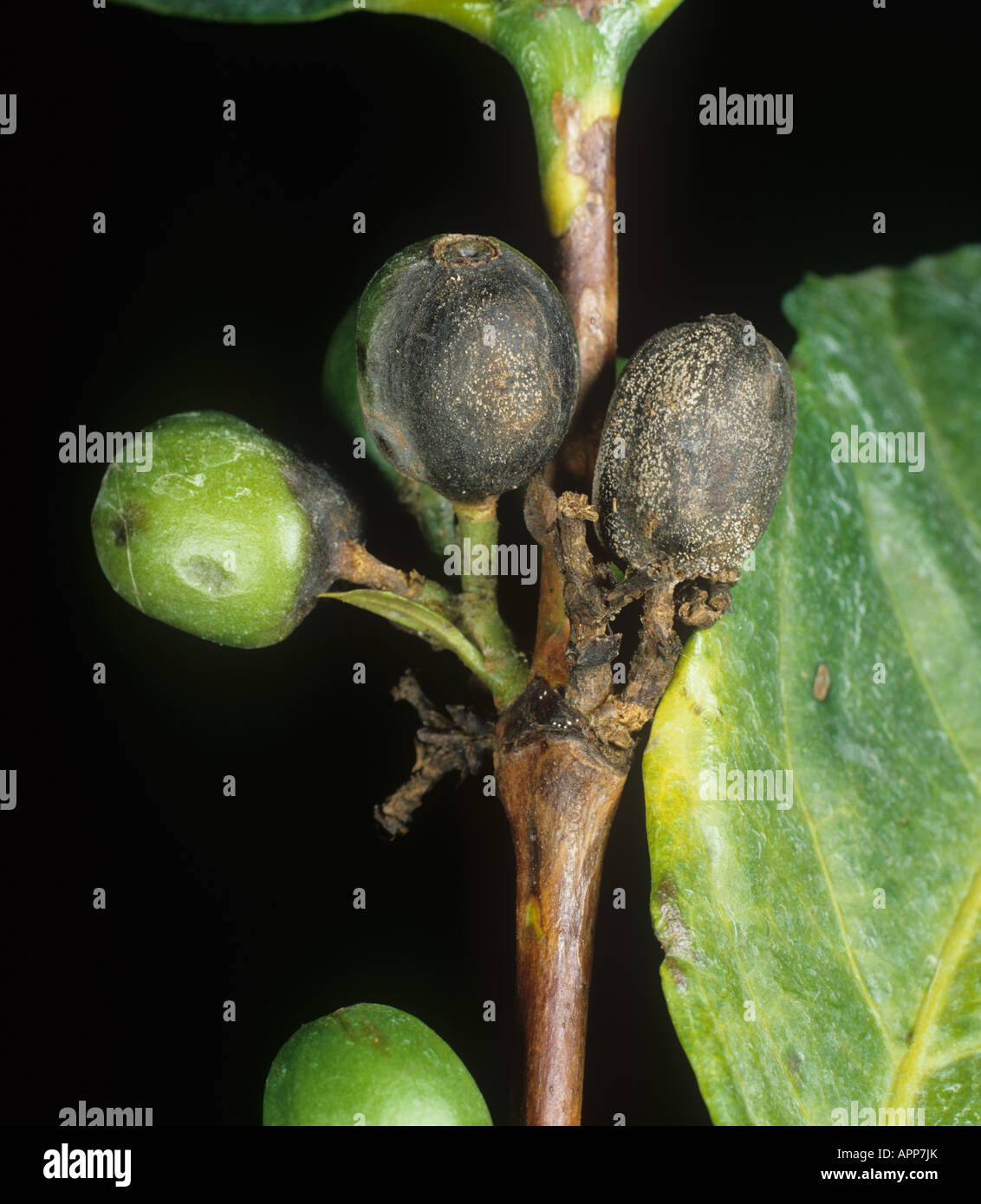 Coffee berry disease Colletotrichum kahawae infection on green berries ...