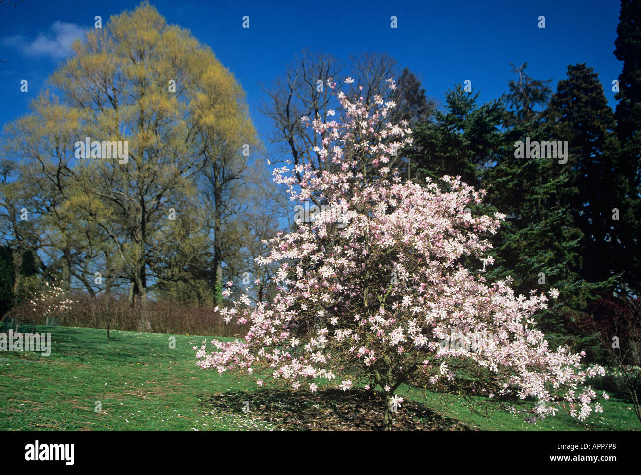 Spring blossom in the Batsford Park Arboretum Stock Photo - Alamy