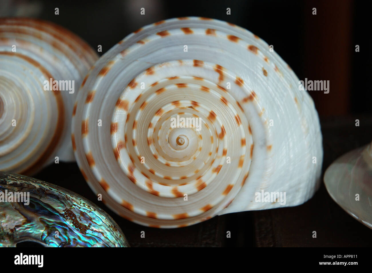 seashell in collection at markets dsc 8405 Stock Photo - Alamy