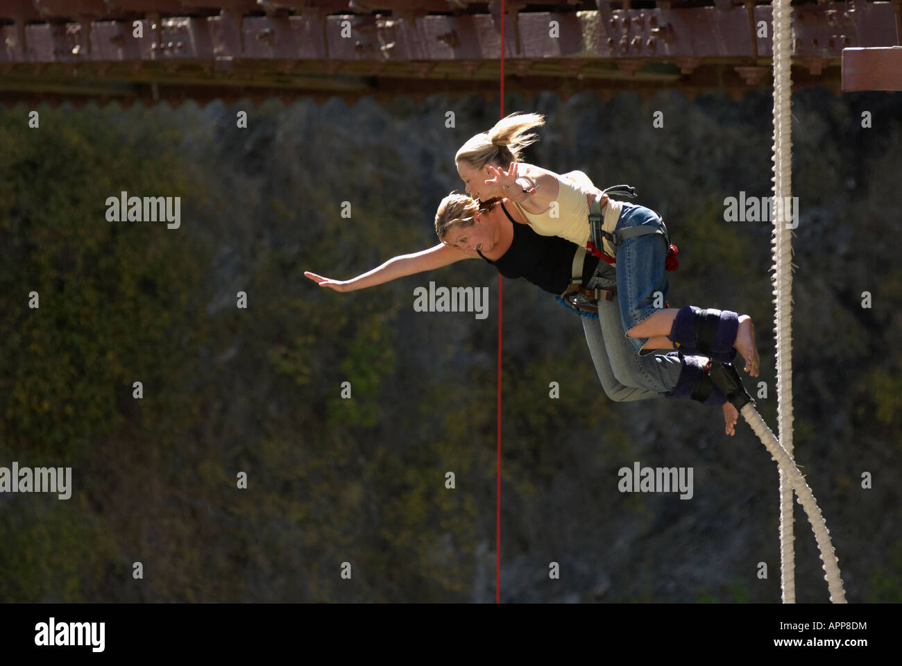 Two girls bungee jumping in tandem from the A J Hackett Bridge over the ...