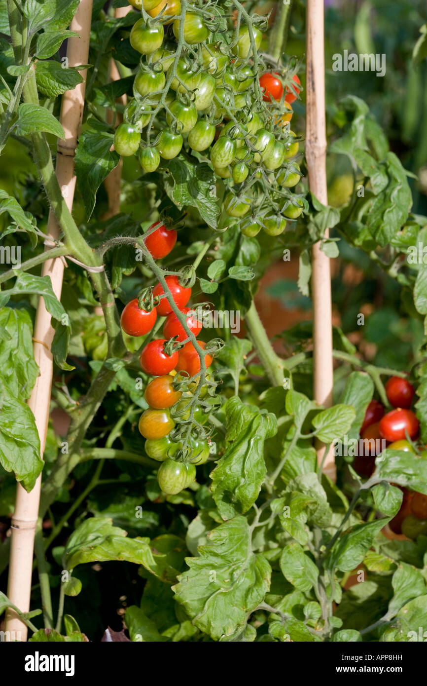 Trusses of Tomato Santa growing and ripening, supported by bamboo canes ...