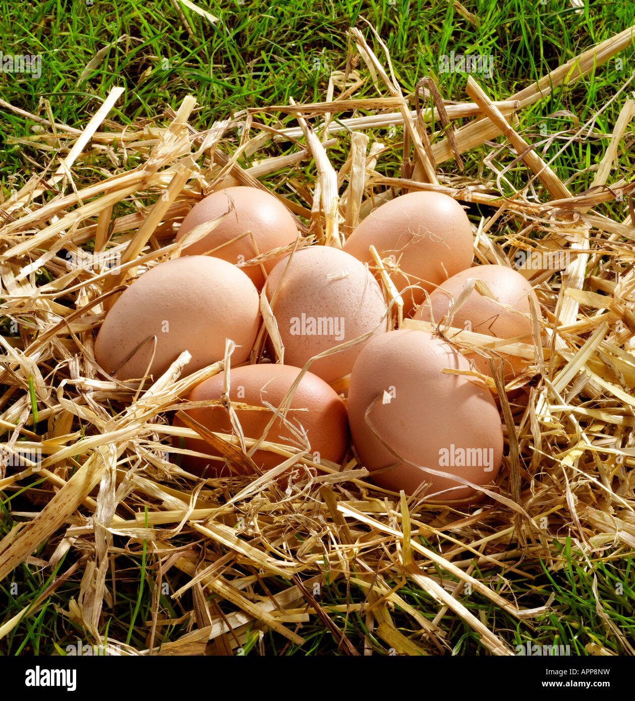 Fresh hens eggs in a straw nest on green grass Stock Photo - Alamy