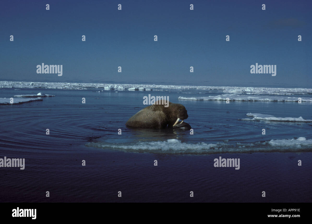 Pack ice bering sea hi-res stock photography and images - Alamy