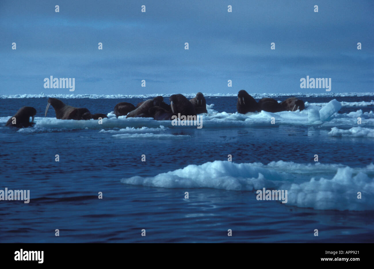 Bering sea walrus hi-res stock photography and images - Alamy