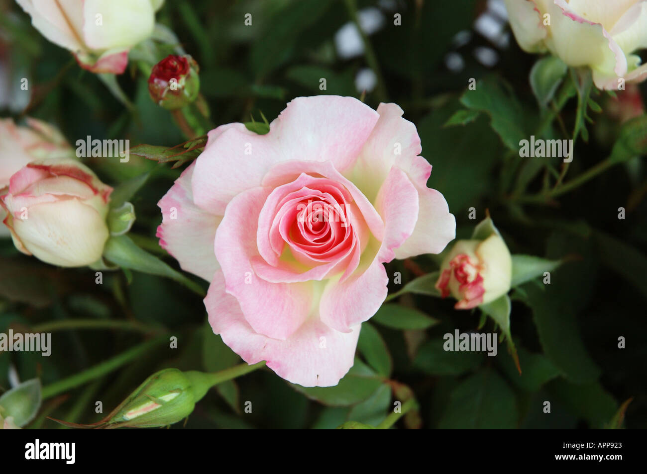 tropical rose at market in Queensland Australia dsc 8436 Stock Photo ...