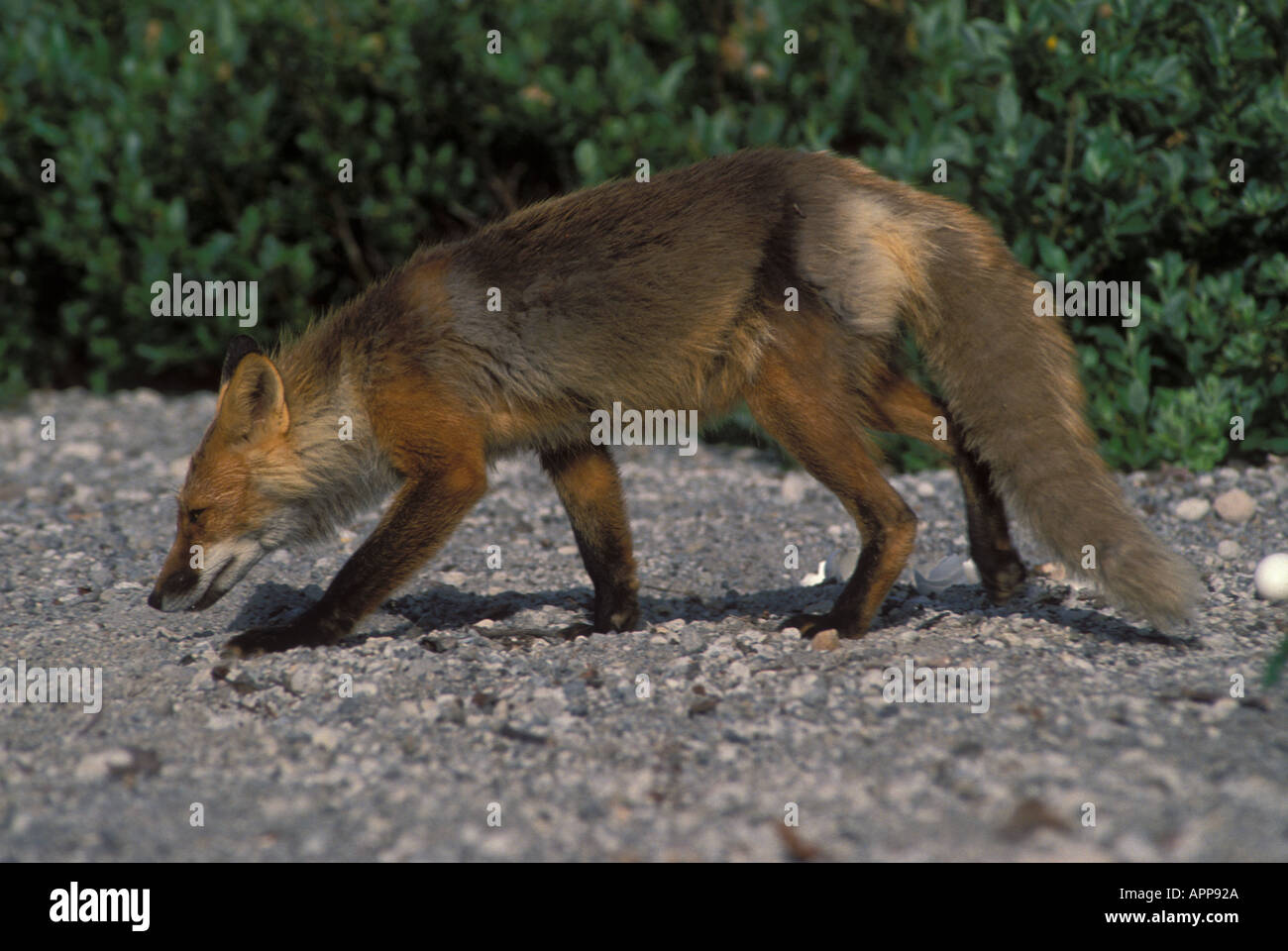 Red fox vulpes vulpes hi-res stock photography and images - Alamy