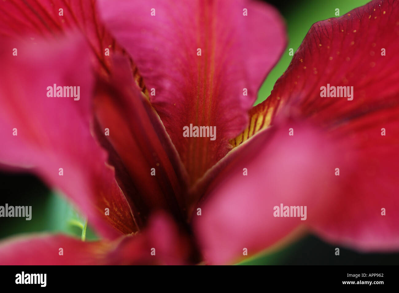 Scientific classification Iris is the common name for the family ...
