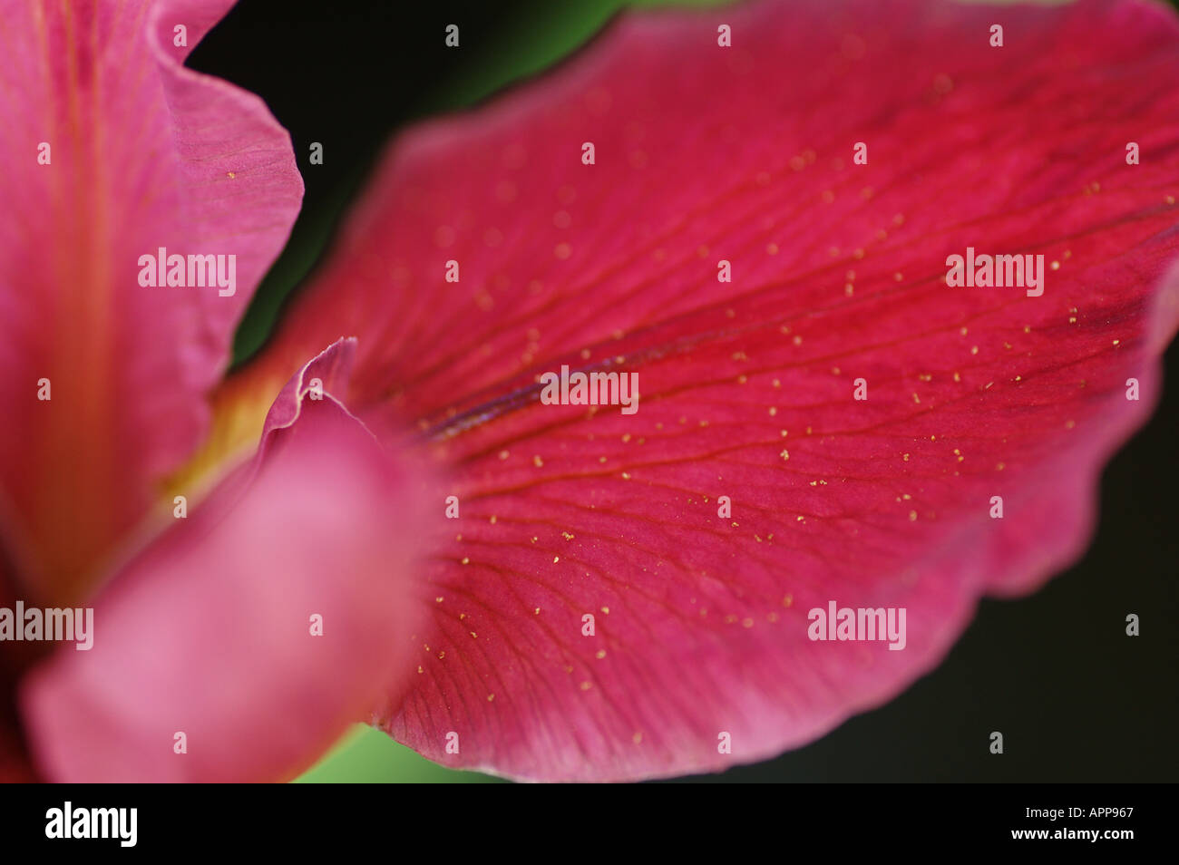 Scientific classification Iris is the common name for the family ...