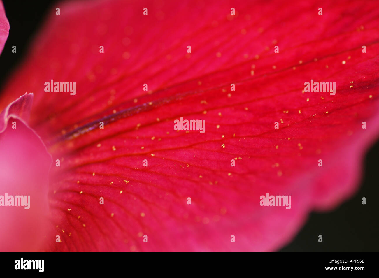 Scientific classification Iris is the common name for the family ...