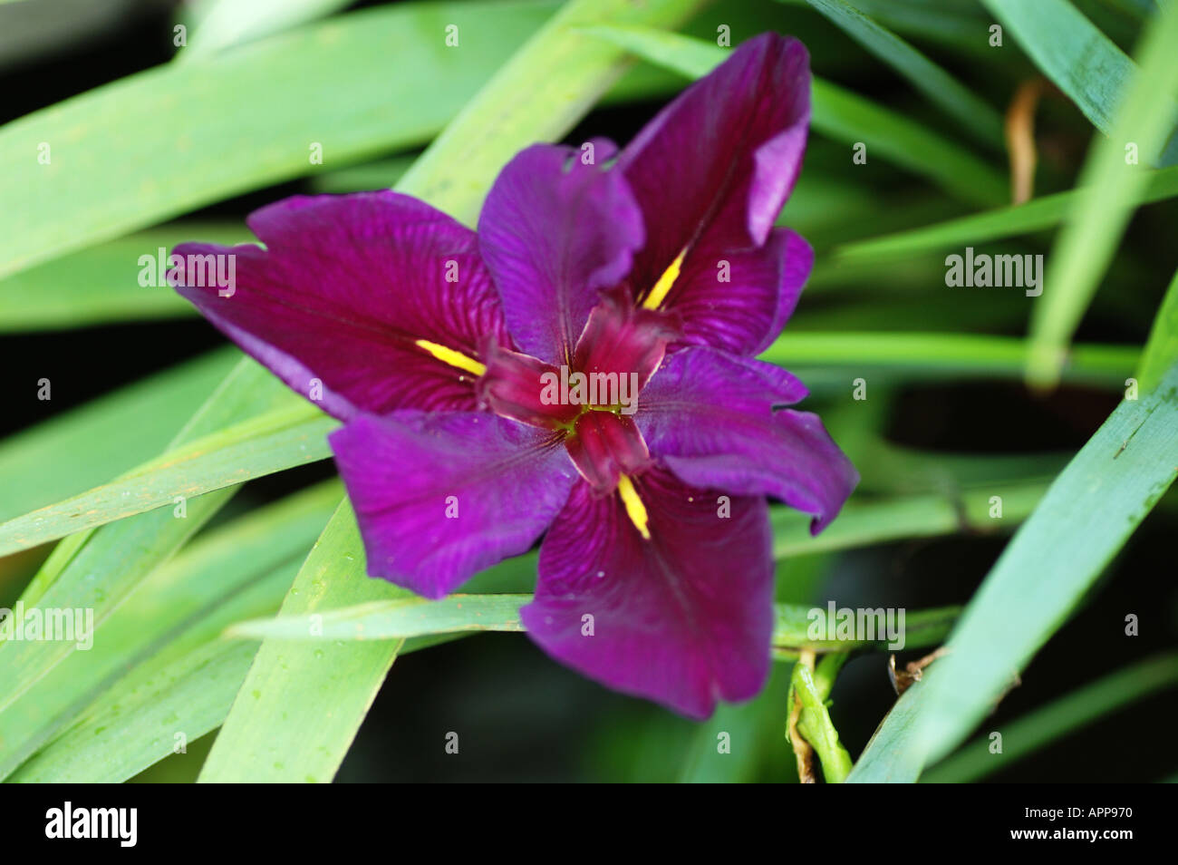 Scientific classification Iris is the common name for the family ...