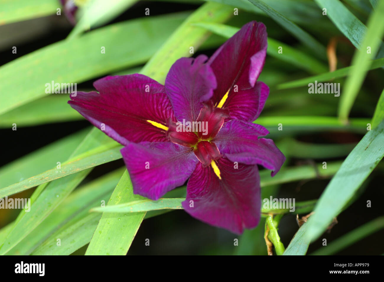 Scientific classification Iris is the common name for the family ...