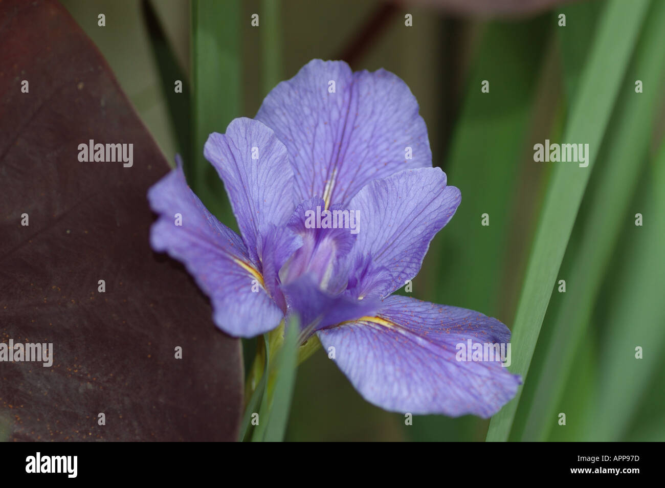 Scientific classification Iris is the common name for the family ...