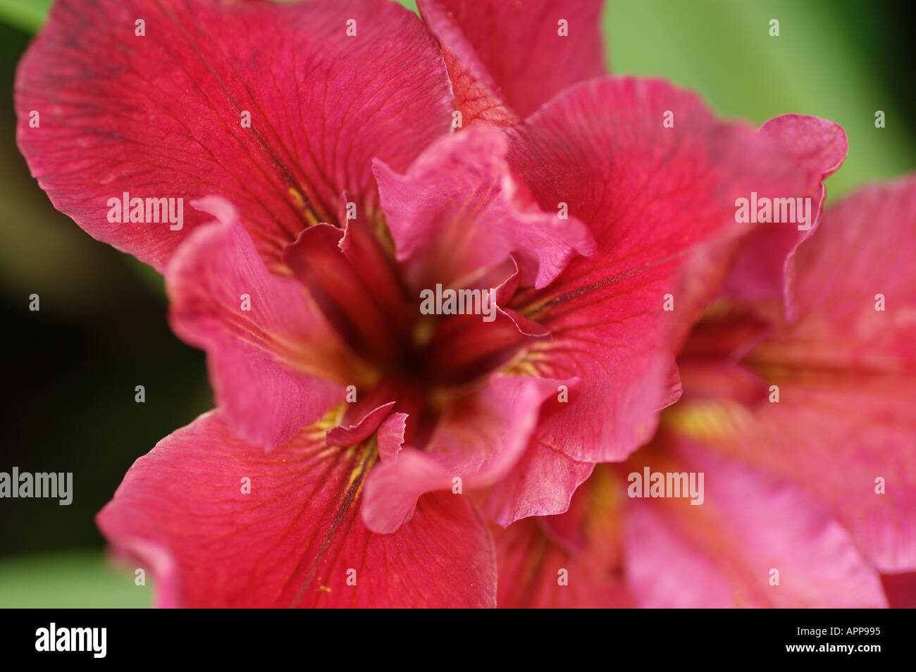 Scientific classification Iris is the common name for the family ...