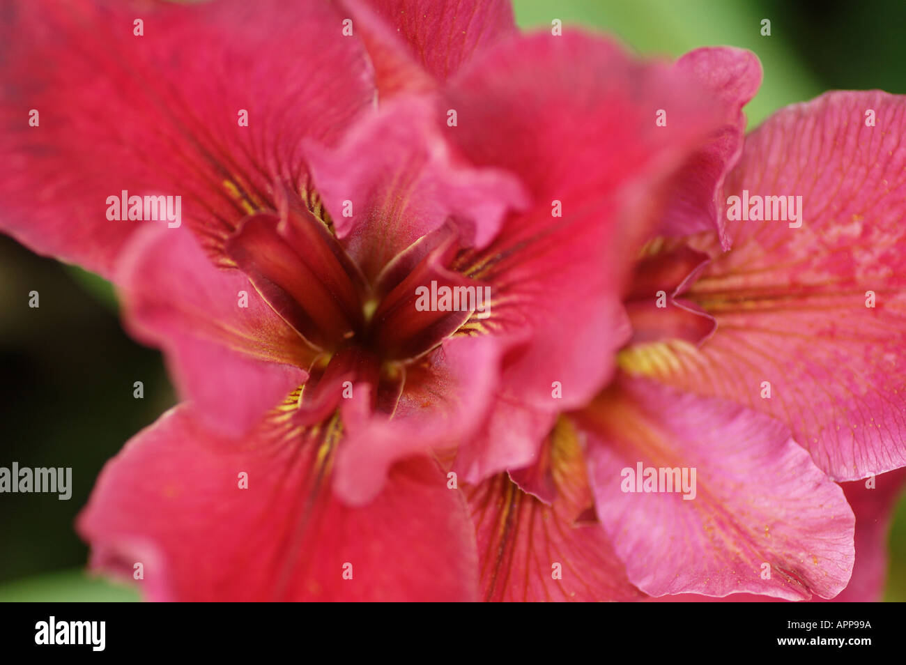 Scientific classification Iris is the common name for the family ...