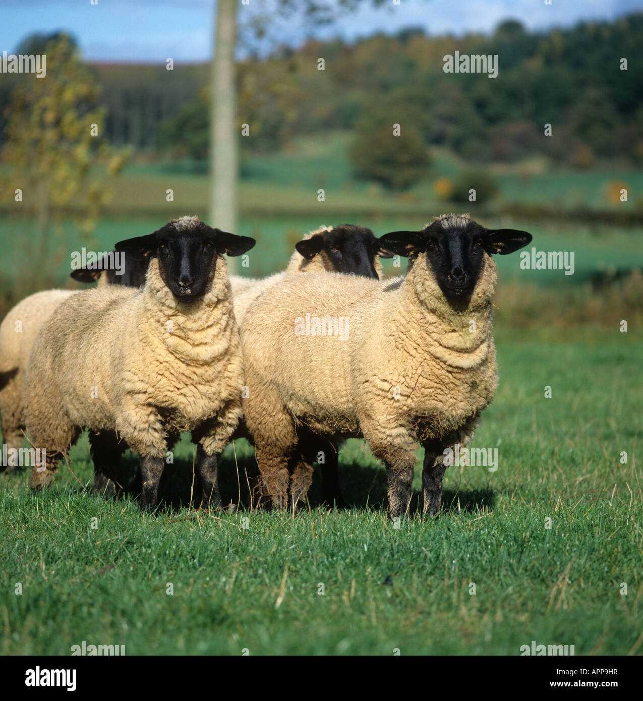 Black face suffolk sheep hi-res stock photography and images - Alamy