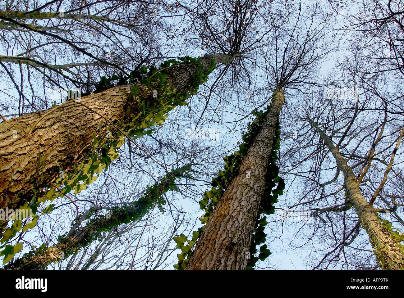 Picture of trees in late autumn Stock Photo - Alamy