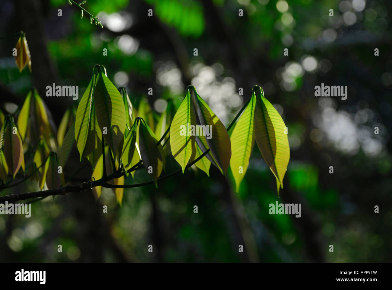 Para rubber tree hi-res stock photography and images - Alamy