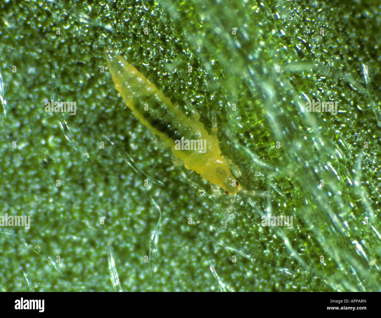 Western flower thrip Frankliniella occidentalis nymph Stock Photo - Alamy