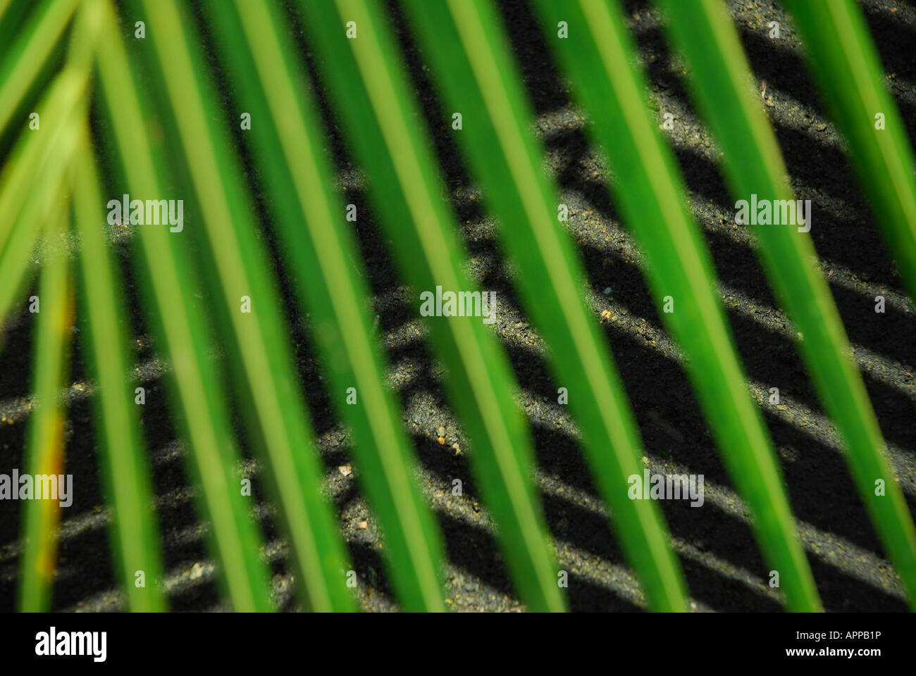 Palm leaf with sadaw close up Stock Photo - Alamy