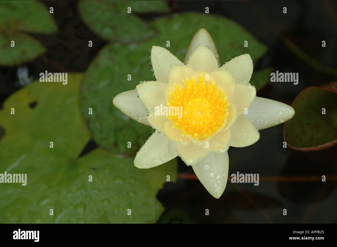 Australia plant nymphaea hi-res stock photography and images - Alamy