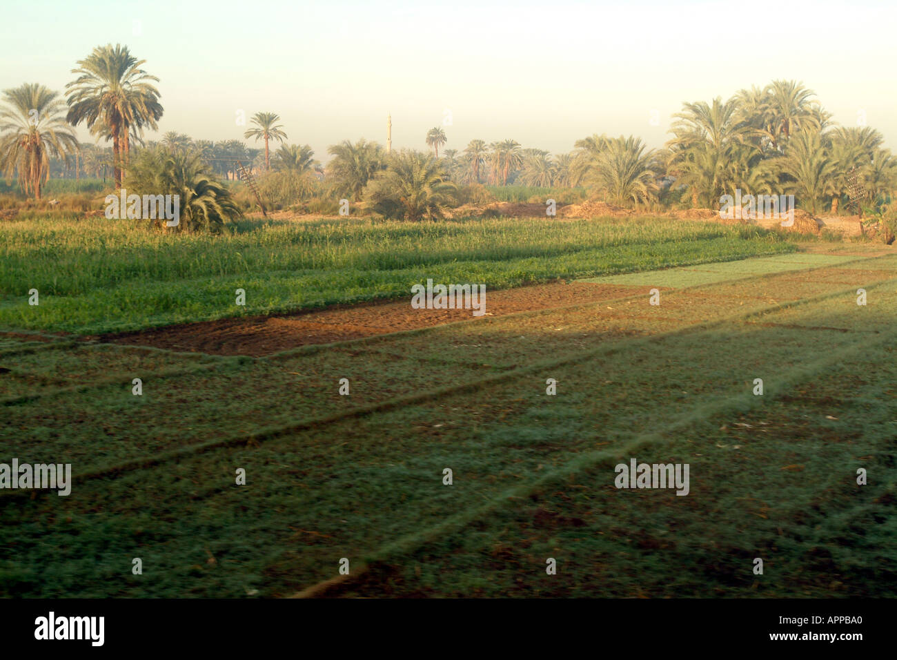 View of the Egyptian countryside from the train Stock Photo - Alamy