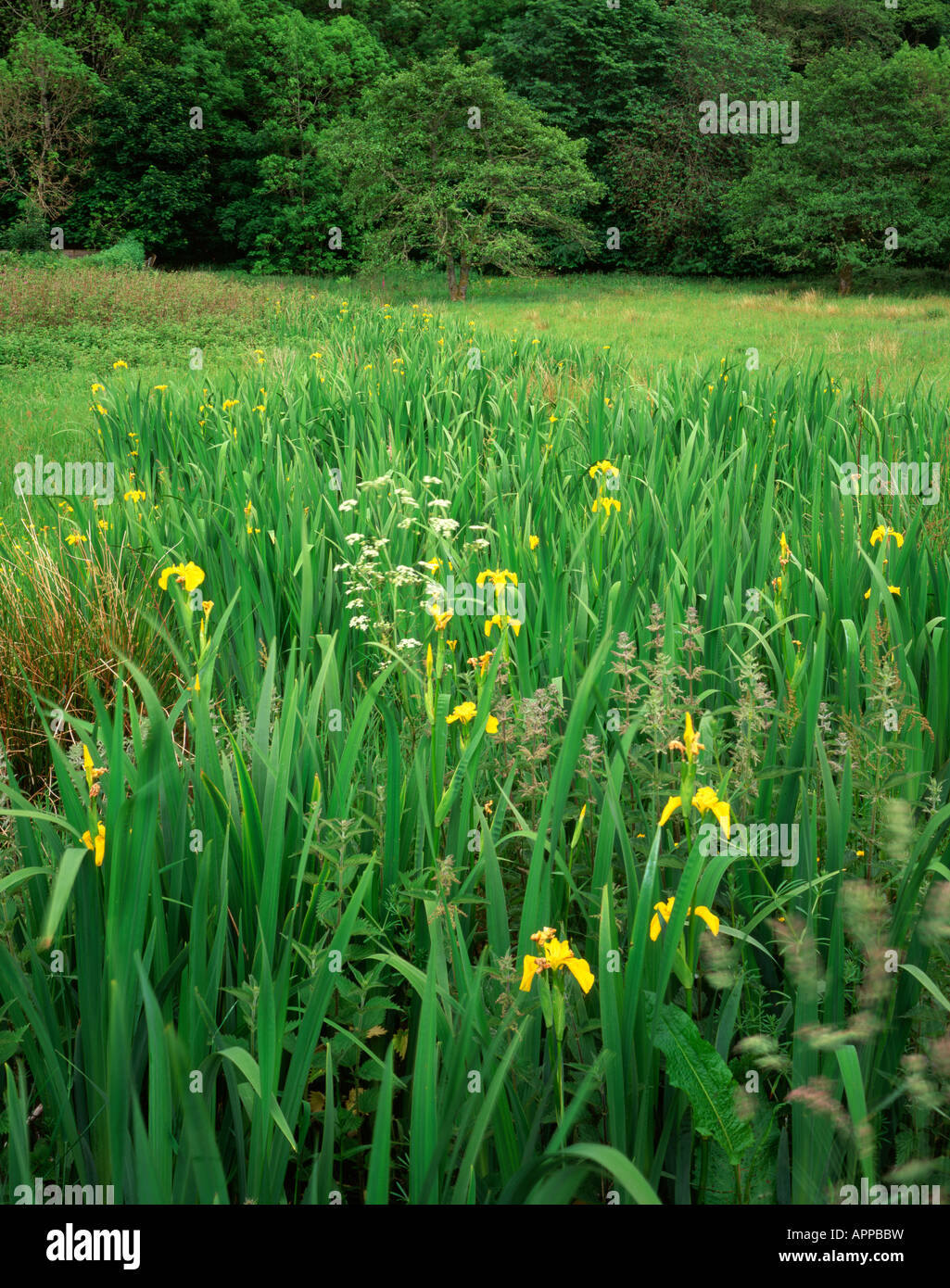 Flag iris beneath Beinn Lora, Benderloch, Argyll, Scotland, UK Stock ...