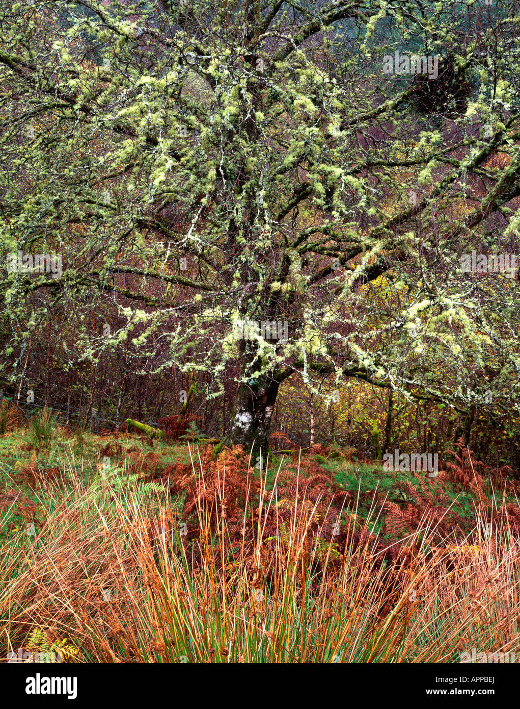 Kilmore argyll hi-res stock photography and images - Alamy