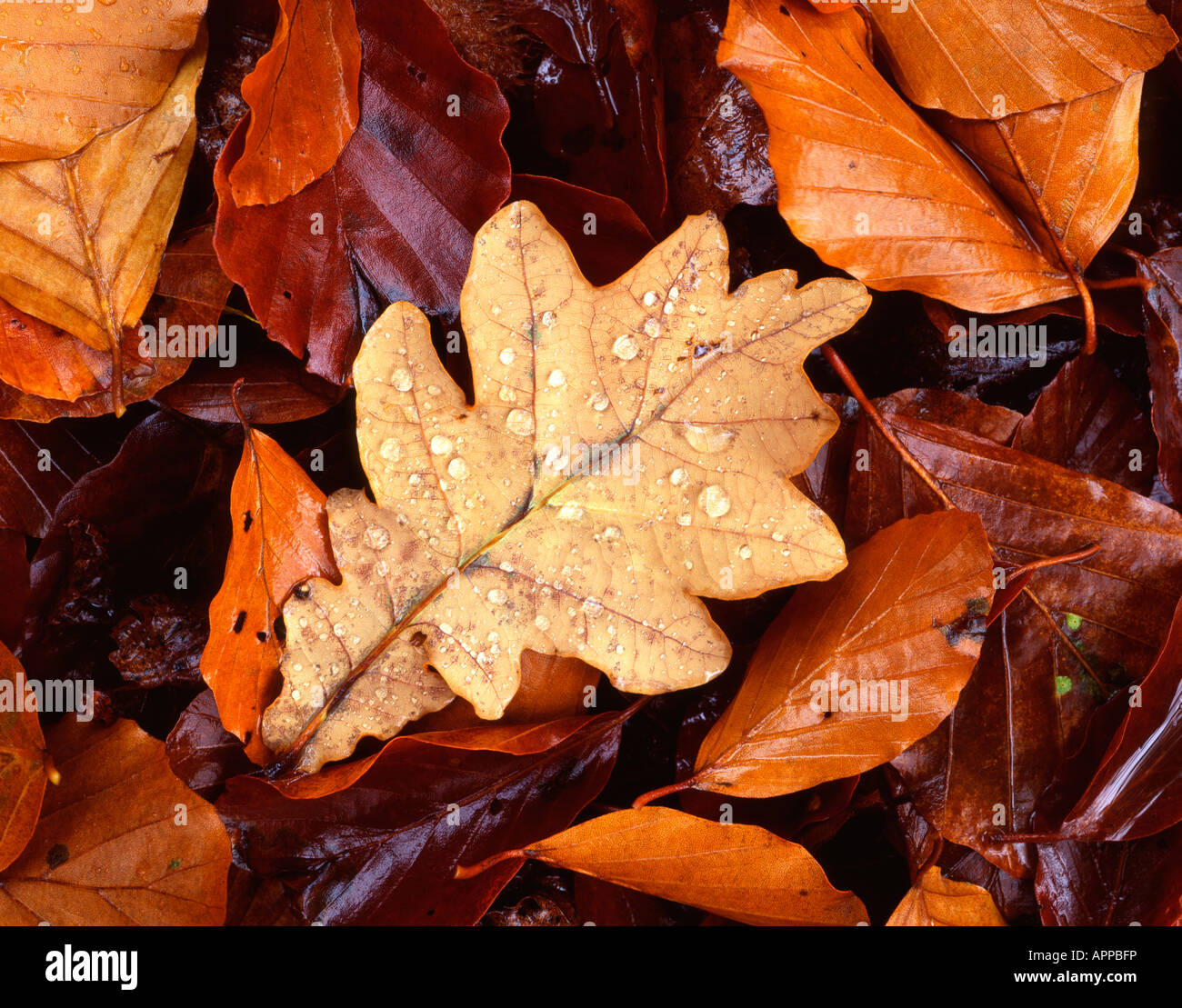Caledonian woodland oak hi-res stock photography and images - Alamy