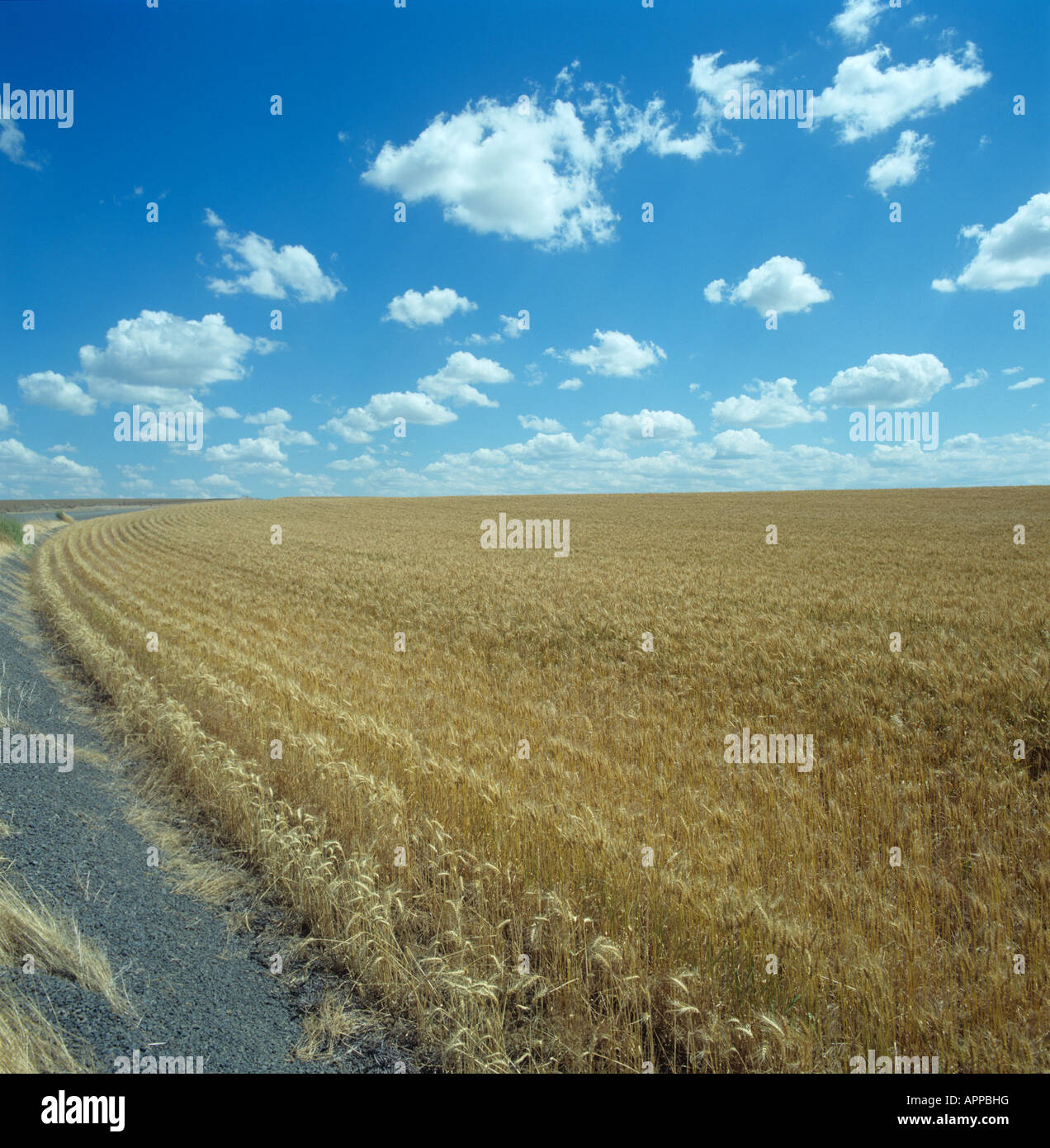 Poor unirrigated ripe wheat crop suffering from drought in hill ...