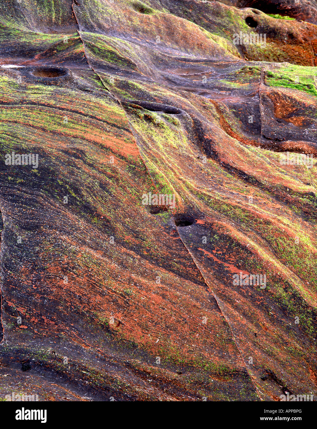 Algae and lichen on the shore at Corrie, Arran, Scotland Stock Photo ...